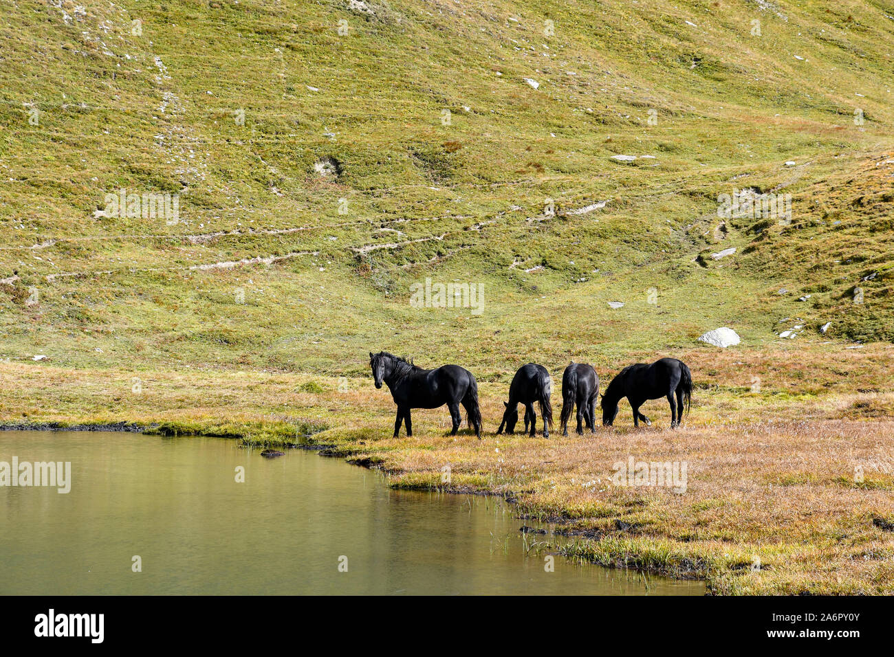 Pferde An Einem See Stockfotos und -bilder Kaufen - Alamy