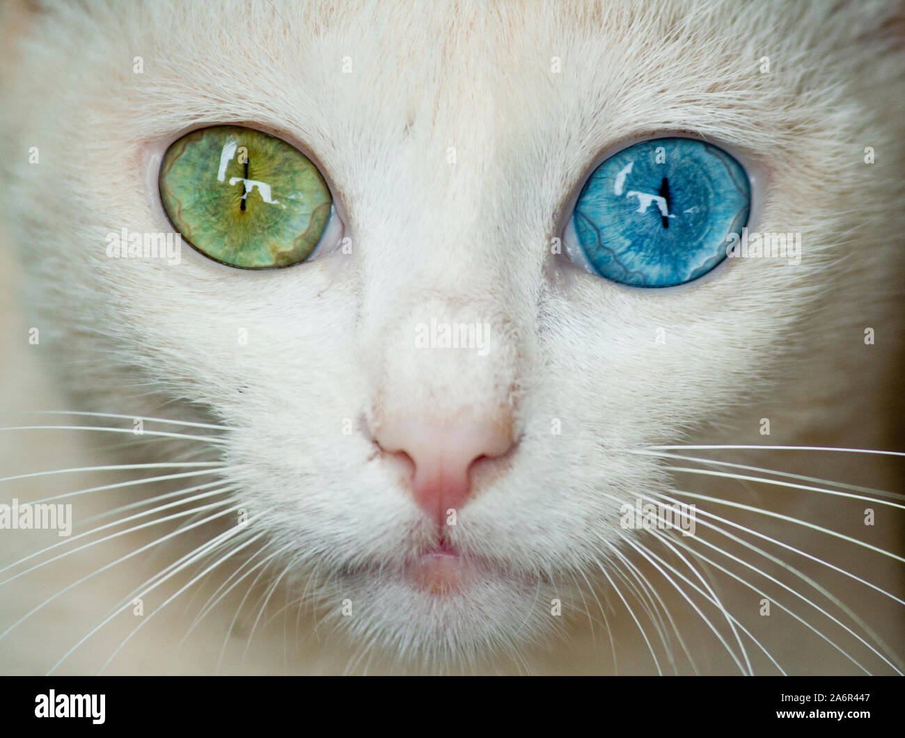 Eine wilde Katze mit kompletten Okuläre heterochromia, wo beide Augen ...