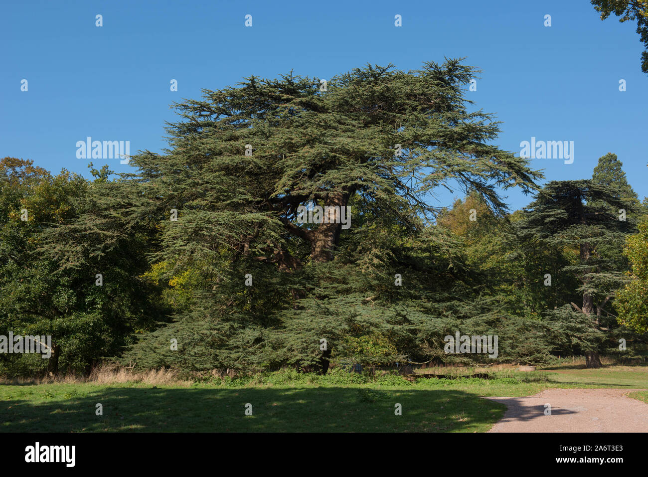 Alter nadelbaum reifer baum -Fotos und -Bildmaterial in hoher Auflösung ...