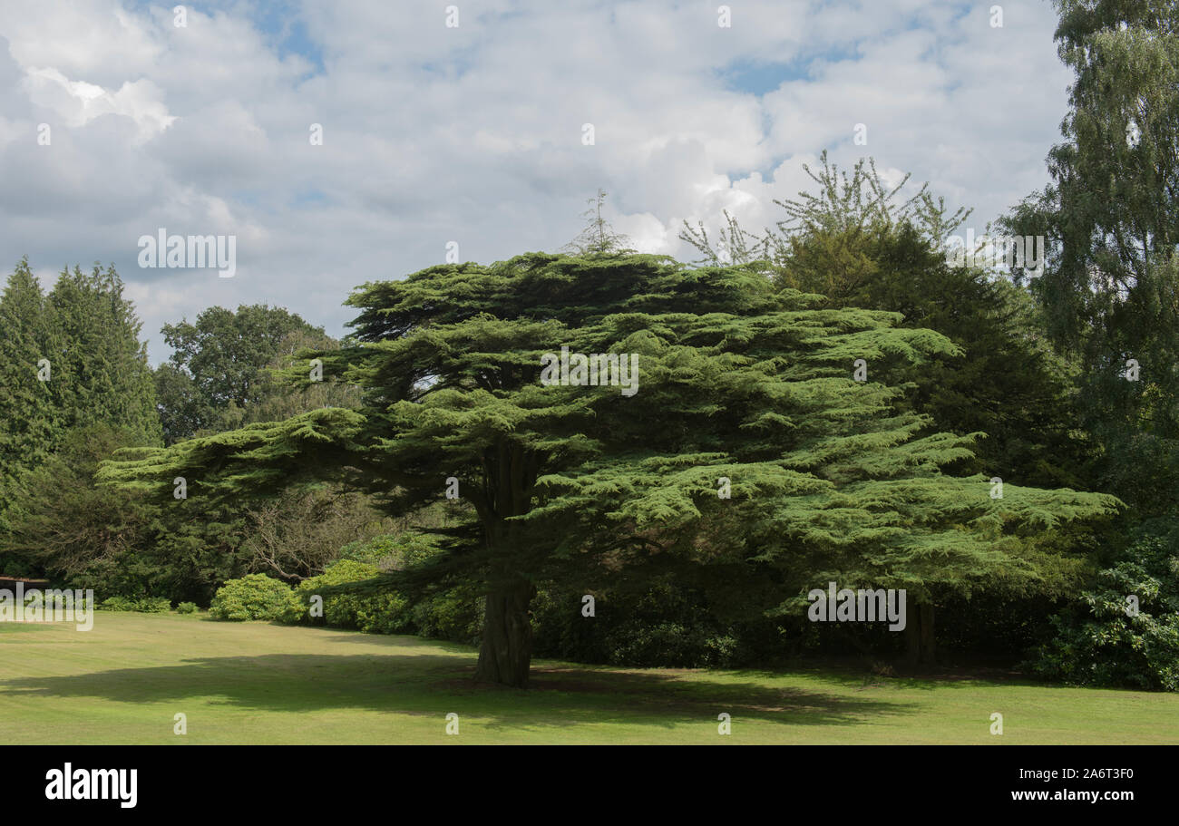 Alter nadelbaum reifer baum -Fotos und -Bildmaterial in hoher Auflösung ...