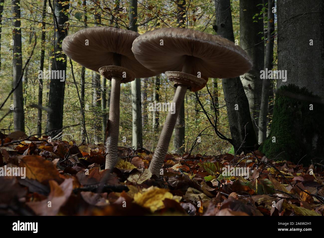 Hyphen pilze Stockfotos und -bilder Kaufen - Alamy