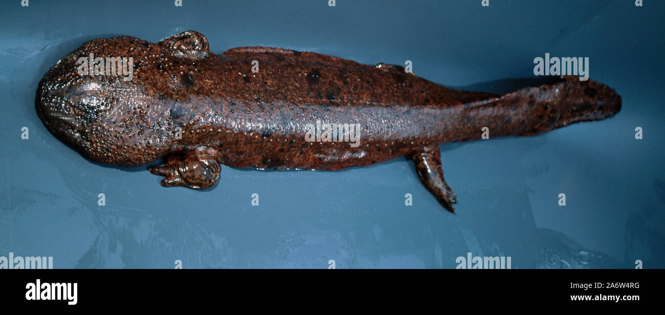 Portrait: Japanischer Riesensalamander – AWBR