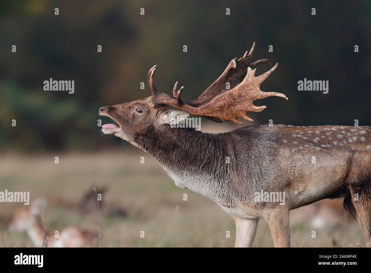 Damwild Mit Wald Stockfotos und -bilder Kaufen - Alamy