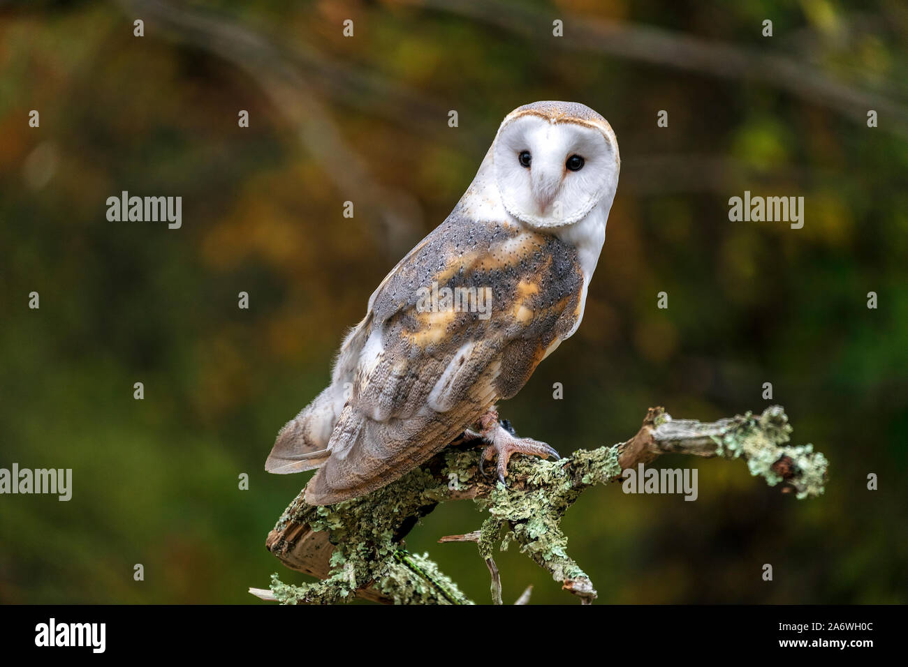 Tyto alba guttata -Fotos und -Bildmaterial in hoher Auflösung – Alamy