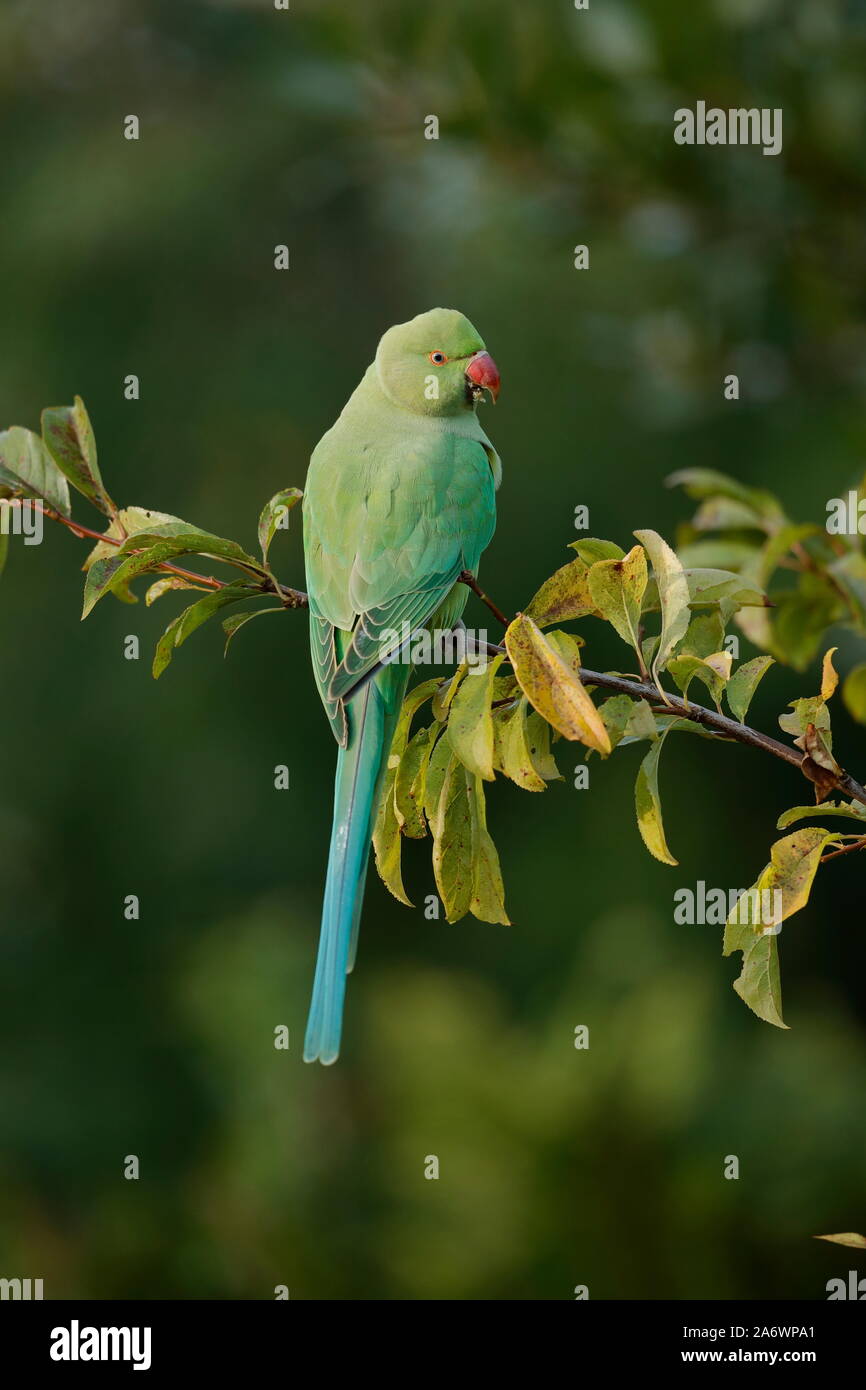Psittacidae gattung -Fotos und -Bildmaterial in hoher Auflösung – Alamy