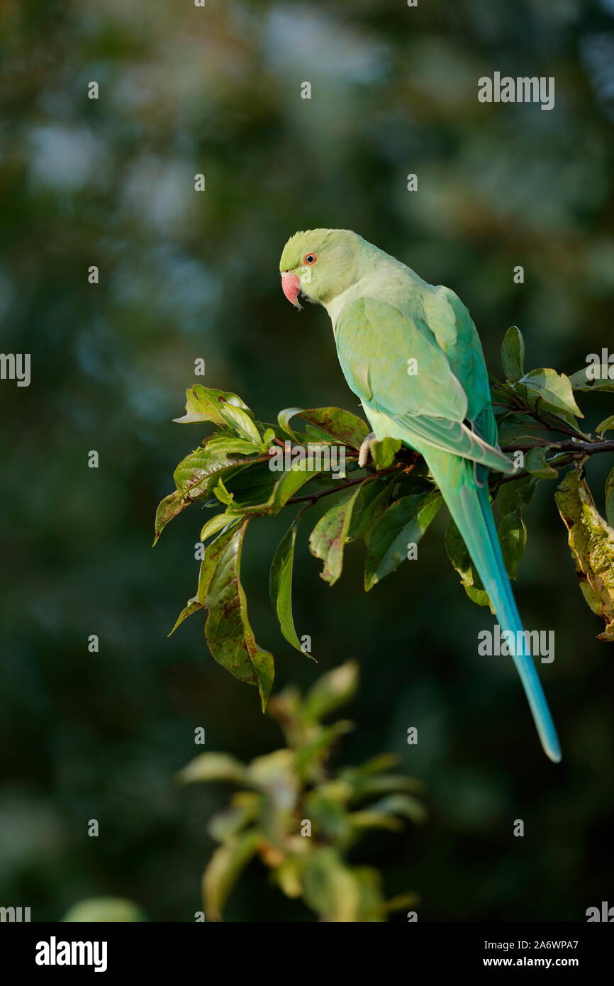 Psittacidae gattung -Fotos und -Bildmaterial in hoher Auflösung – Alamy