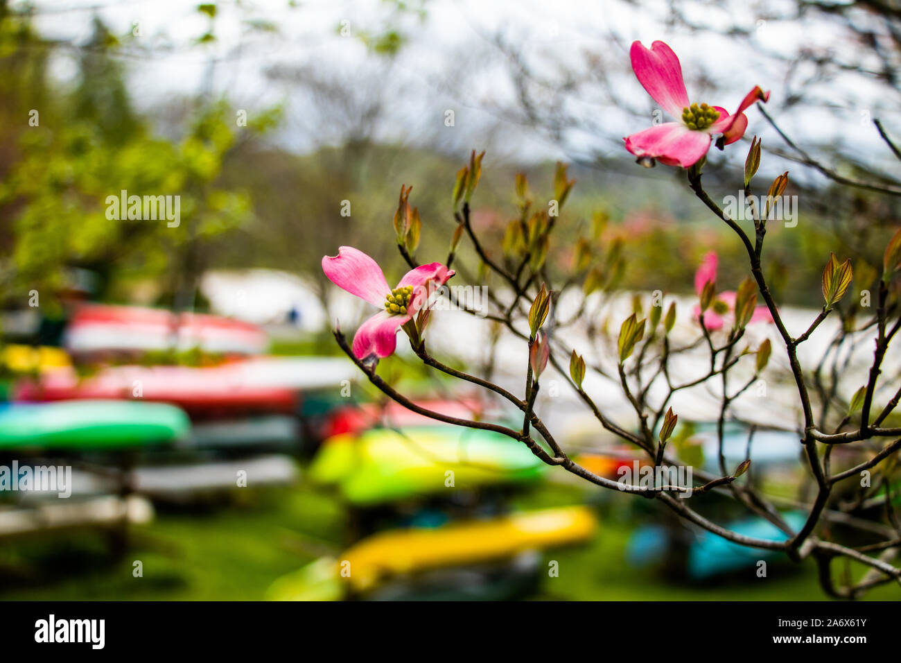 See blumen Stockfotos und -bilder Kaufen - Alamy