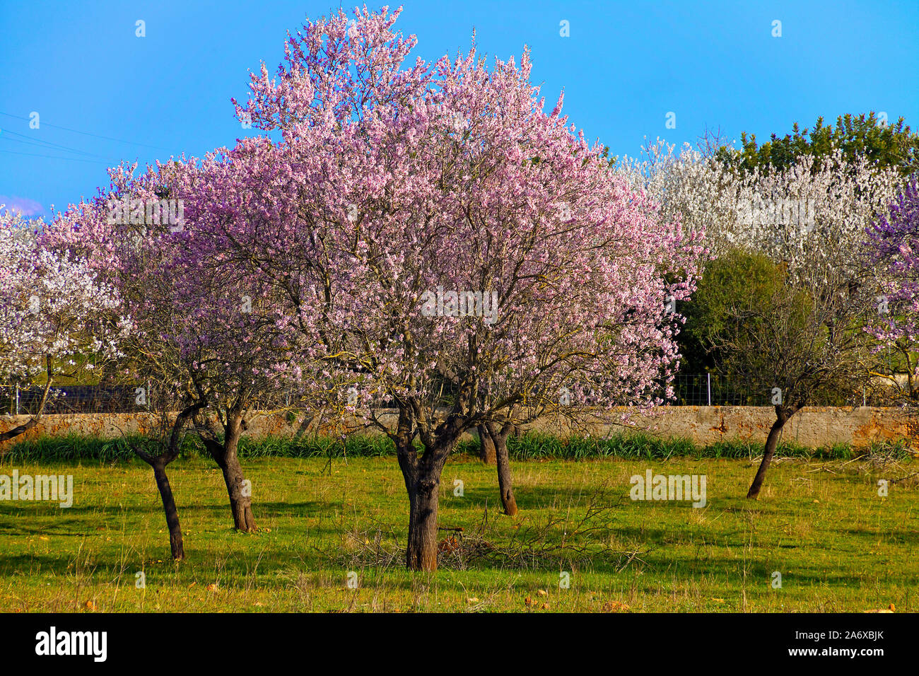 Mandelblüte mallorca -Fotos und -Bildmaterial in hoher Auflösung – Alamy