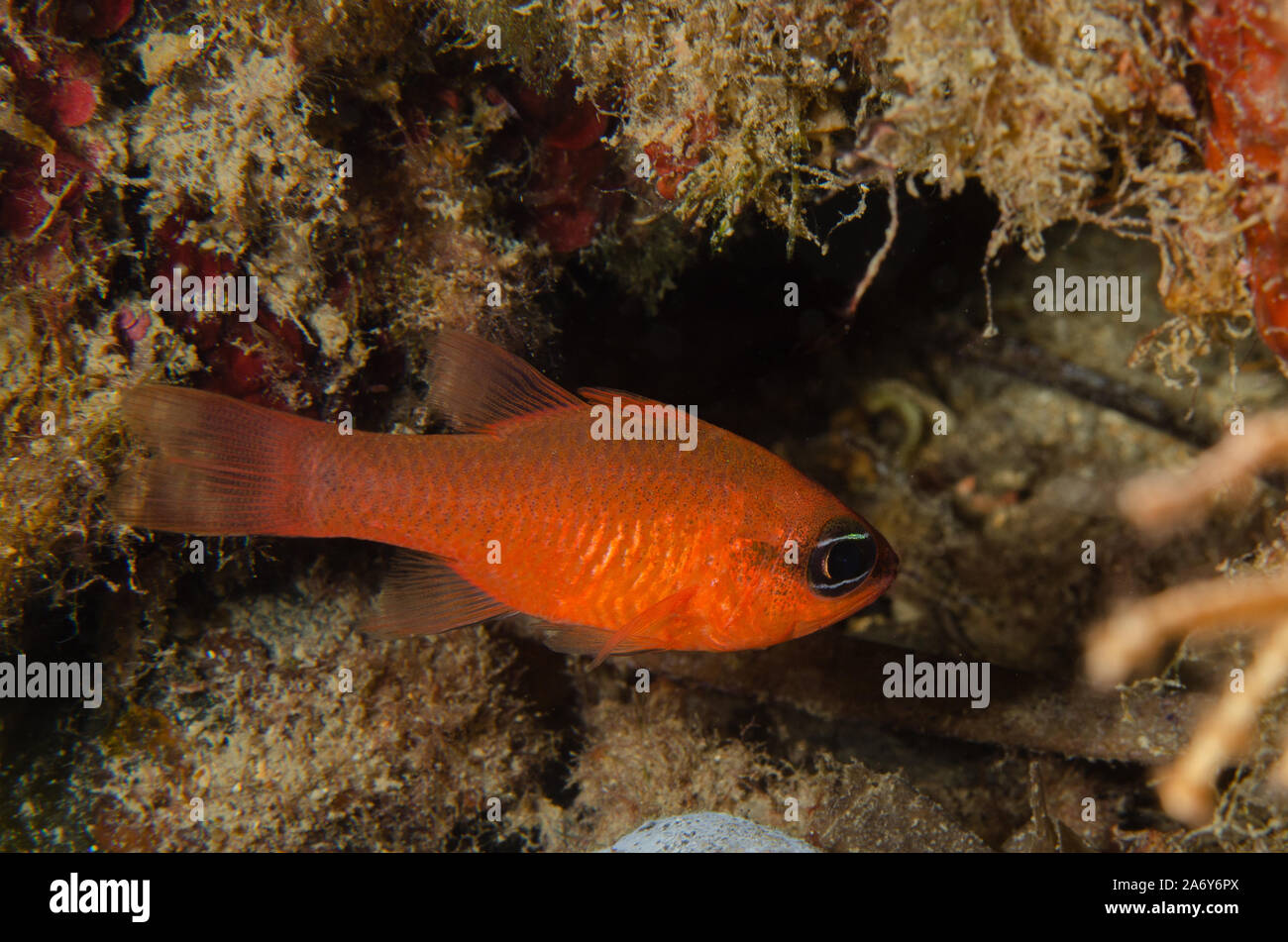 Mittelmeer italien fisch fischt roberto nistri horizontal -Fotos und ...