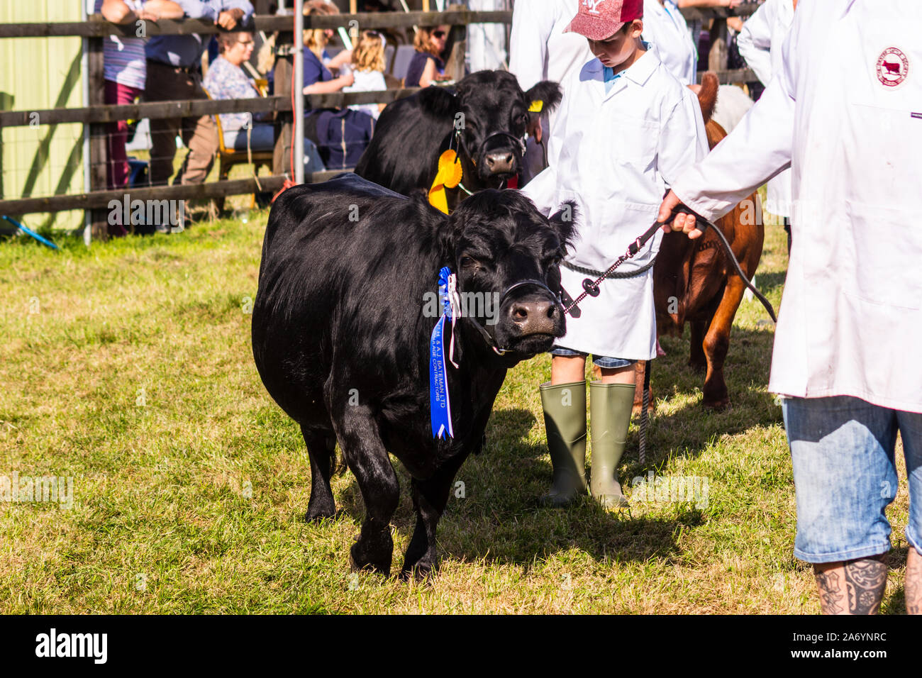 Dexter Kuh Dexter Cow Stockfotos und -bilder Kaufen - Alamy