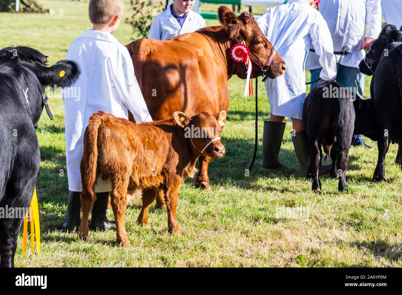 Dexter kuh dexter cow -Fotos und -Bildmaterial in hoher Auflösung – Alamy