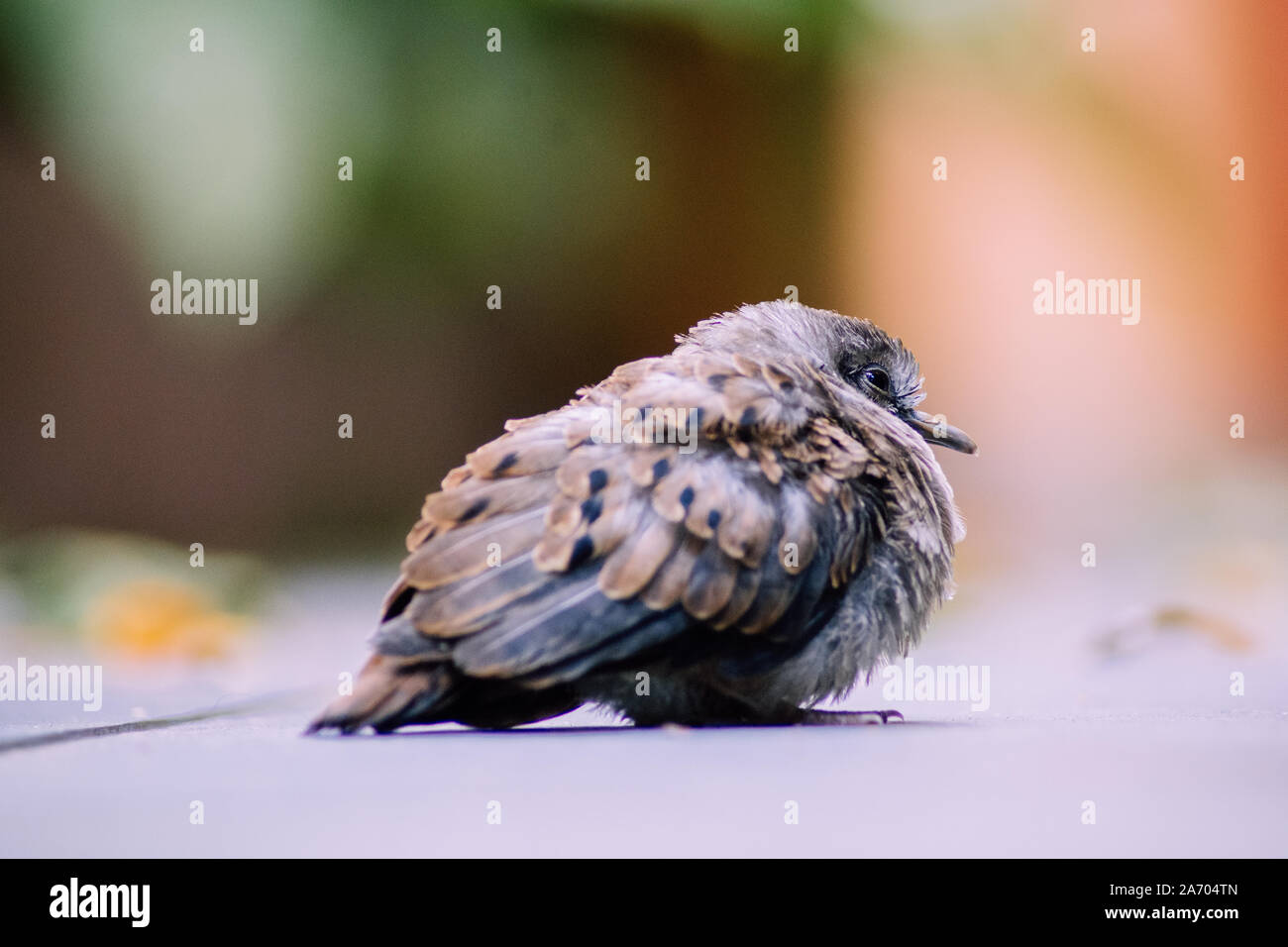 Kleines Vogelnest Stockfotos und -bilder Kaufen - Alamy