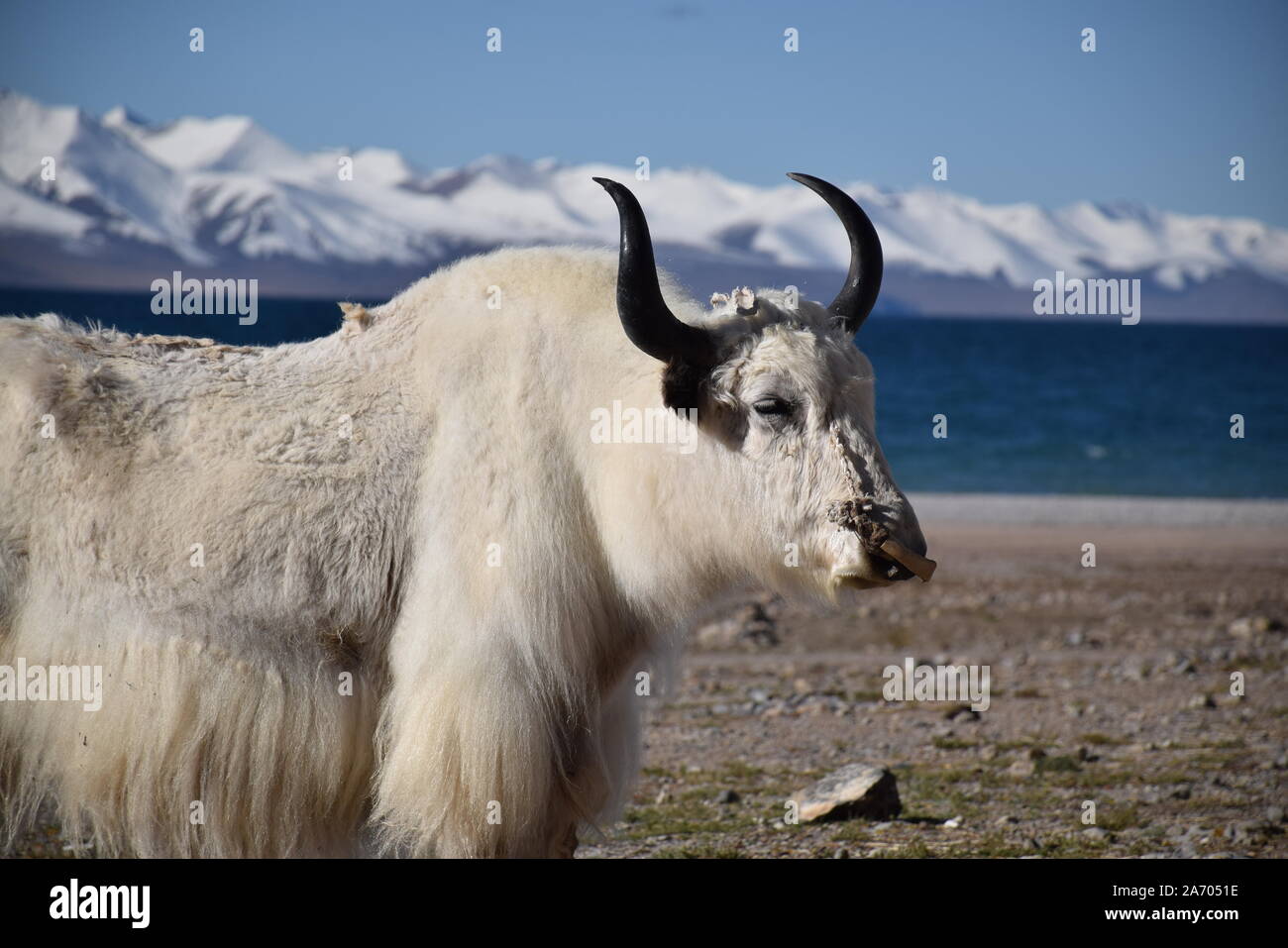Weißer yak in tibet -Fotos und -Bildmaterial in hoher Auflösung – Alamy