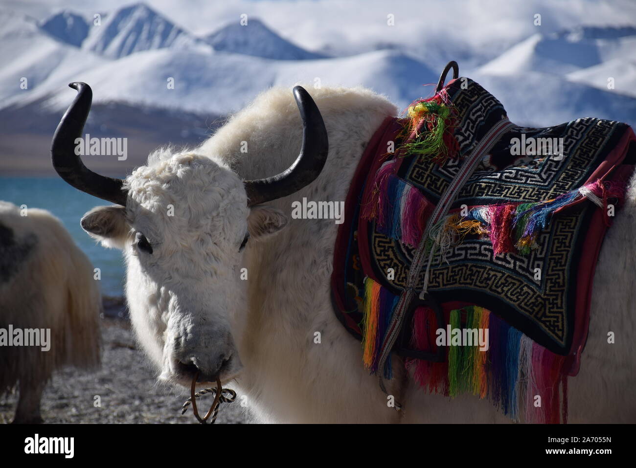 Weißer yak in tibet -Fotos und -Bildmaterial in hoher Auflösung – Alamy