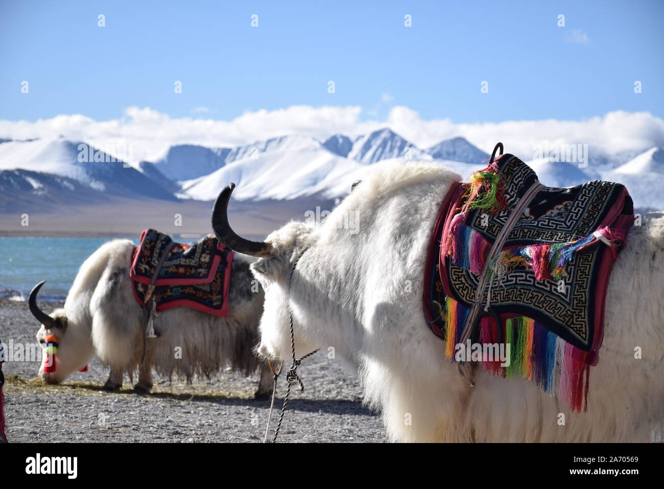 Weißer yak -Fotos und -Bildmaterial in hoher Auflösung – Alamy