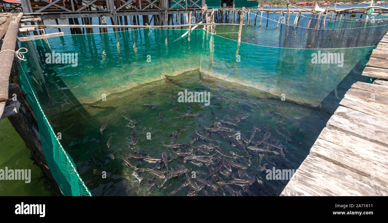 Fisch im wasser im hintergrund -Fotos und -Bildmaterial in hoher ...