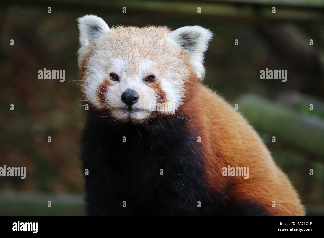 Roter panda weiblich -Fotos und -Bildmaterial in hoher Auflösung – Alamy