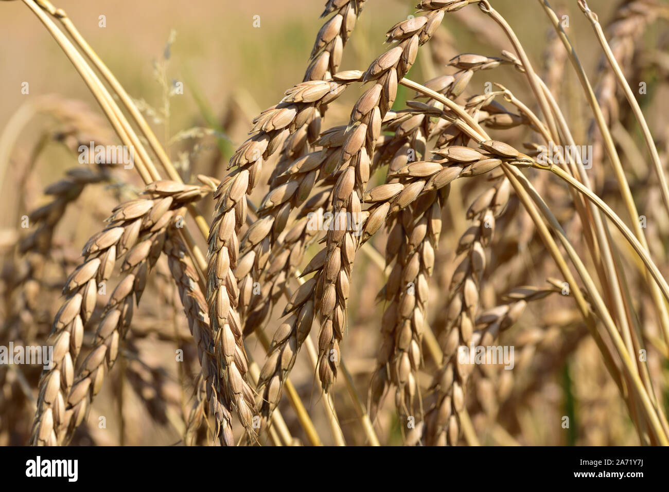 Dinkel feld -Fotos und -Bildmaterial in hoher Auflösung – Alamy