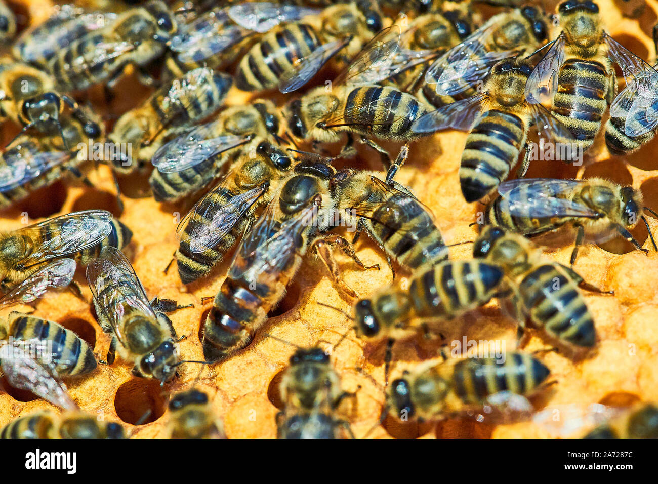 Queen Bee Cell Stockfotos und -bilder Kaufen - Alamy