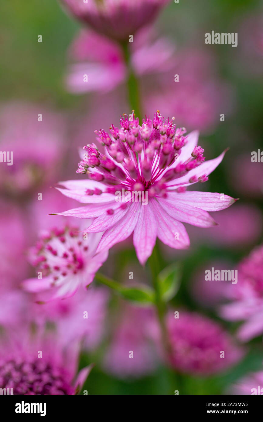 Astrantia major roma -Fotos und -Bildmaterial in hoher Auflösung – Alamy