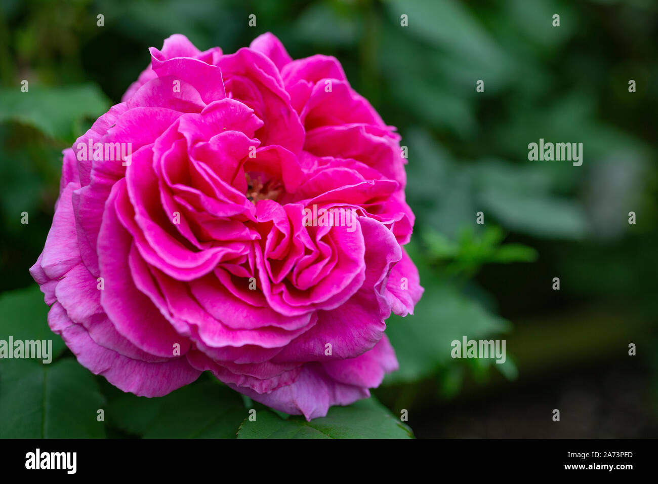 Isaac rosa -Fotos und -Bildmaterial in hoher Auflösung – Alamy