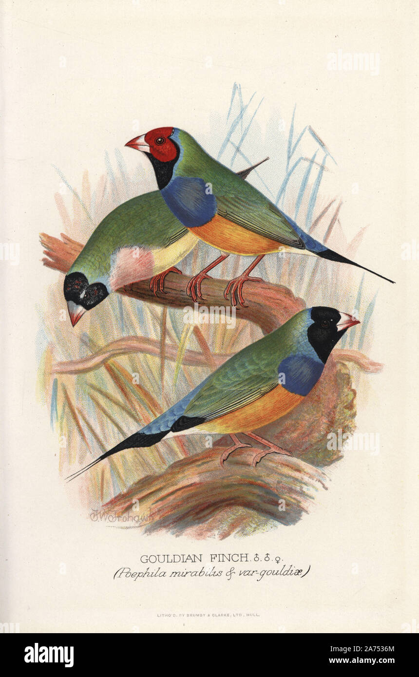 Poephila mirabilis -Fotos und -Bildmaterial in hoher Auflösung – Alamy