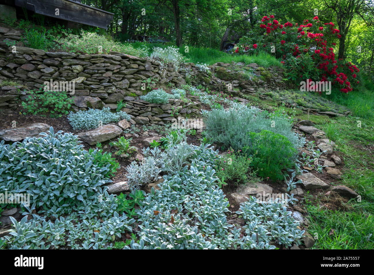 Stachys sp -Fotos und -Bildmaterial in hoher Auflösung – Alamy
