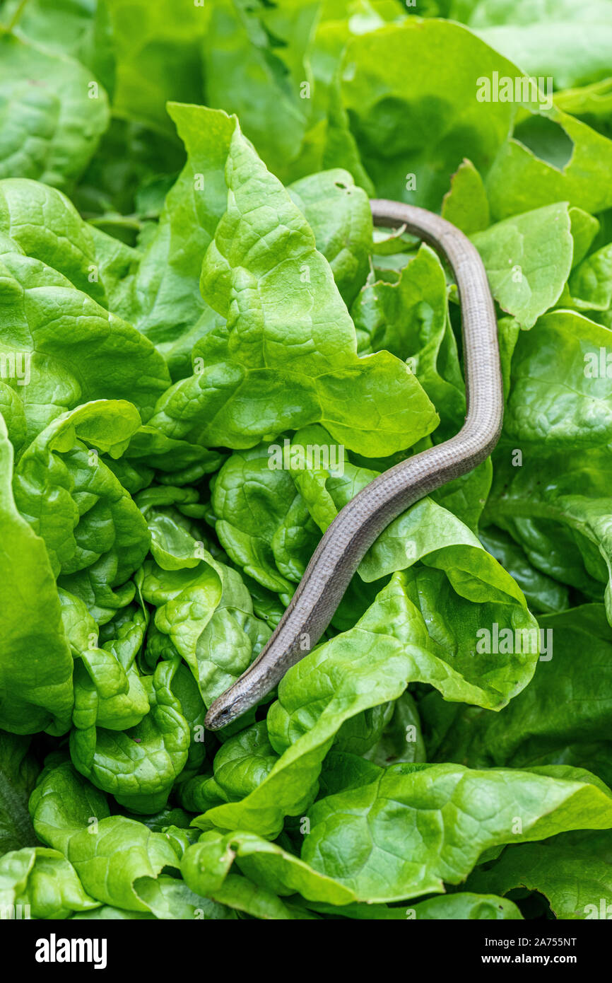 Squamata reihenfolge -Fotos und -Bildmaterial in hoher Auflösung – Alamy