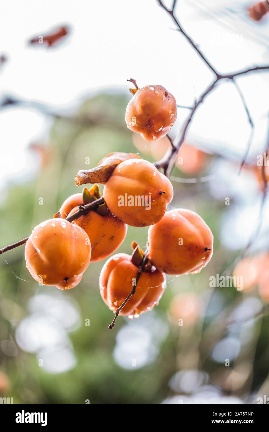 Japanische persimmons diospyros kaki -Fotos und -Bildmaterial in hoher ...