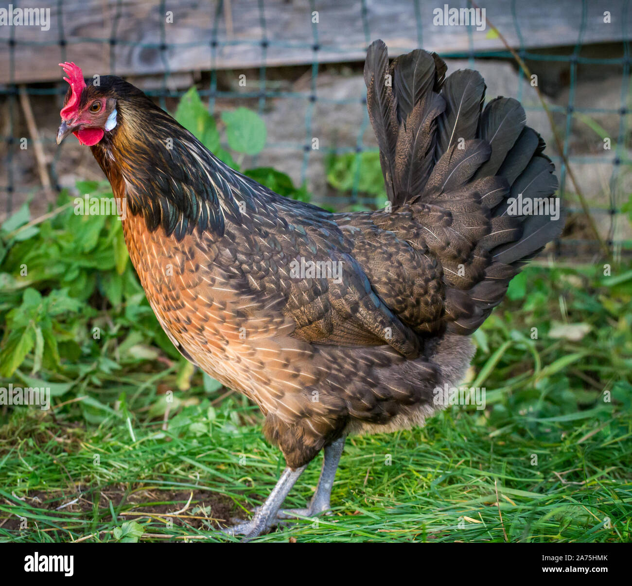 Vom aussterben bedrohte hühnerrasse -Fotos und -Bildmaterial in hoher ...