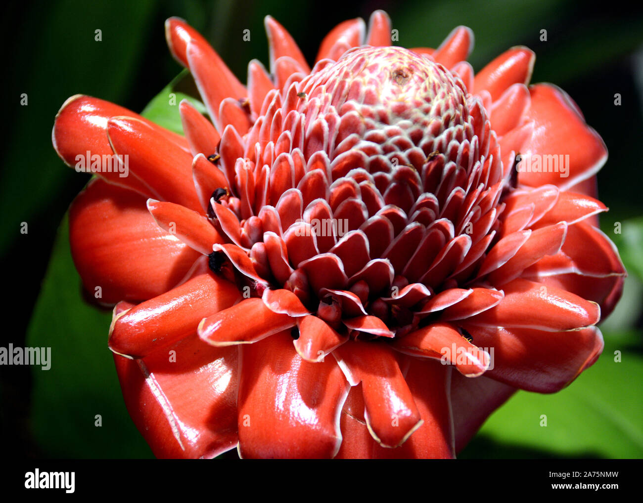 Red tropical ginger flowers leaves -Fotos und -Bildmaterial in hoher ...