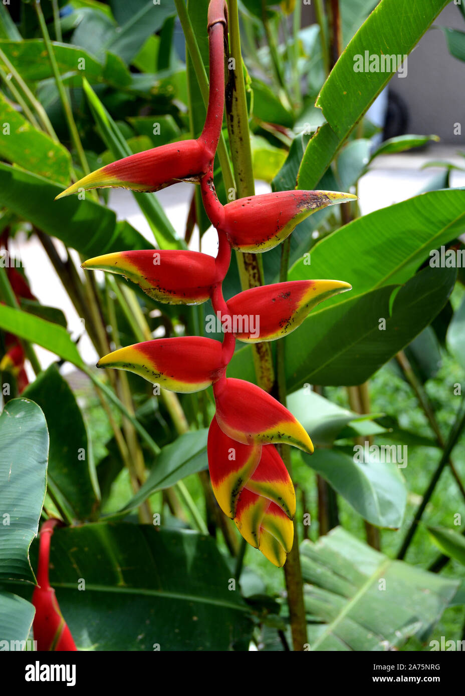 Red tropical ginger flowers leaves -Fotos und -Bildmaterial in hoher ...