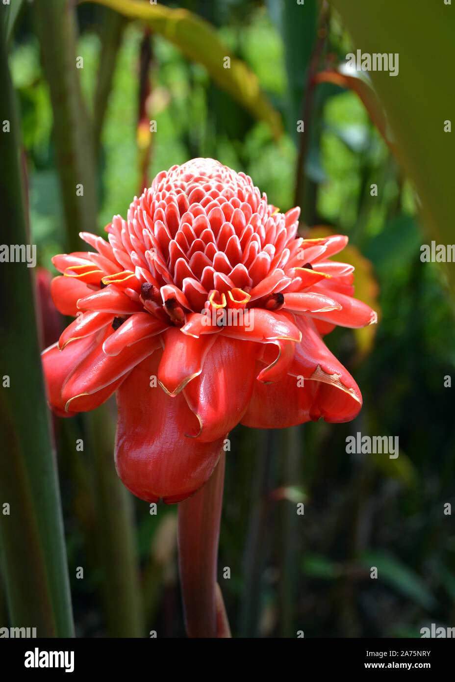 Red tropical ginger flowers leaves -Fotos und -Bildmaterial in hoher ...
