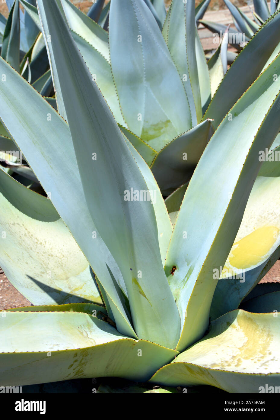 Agave blooming landscape -Fotos und -Bildmaterial in hoher Auflösung ...