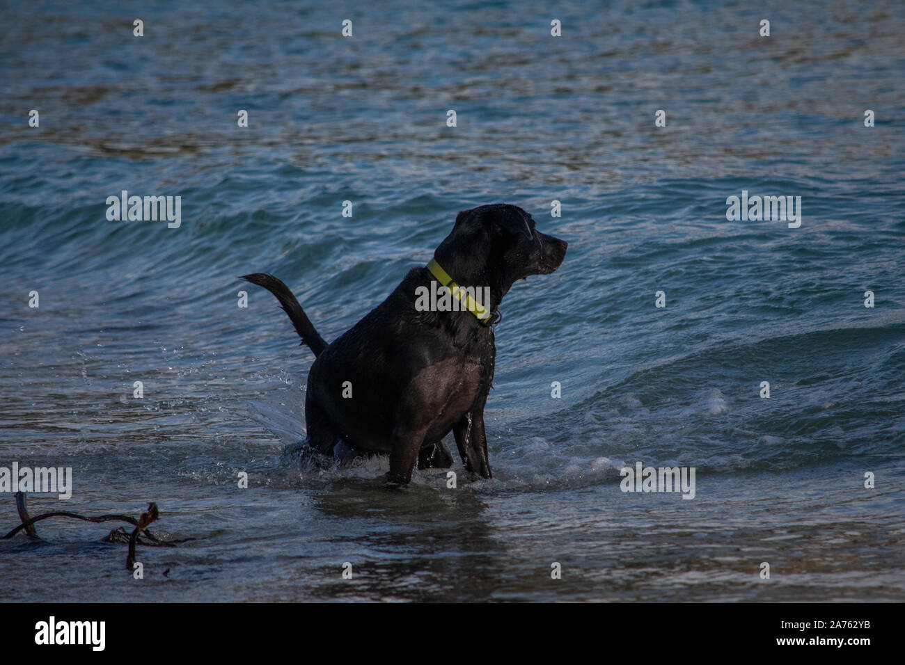 Labor schwarz -Fotos und -Bildmaterial in hoher Auflösung – Alamy
