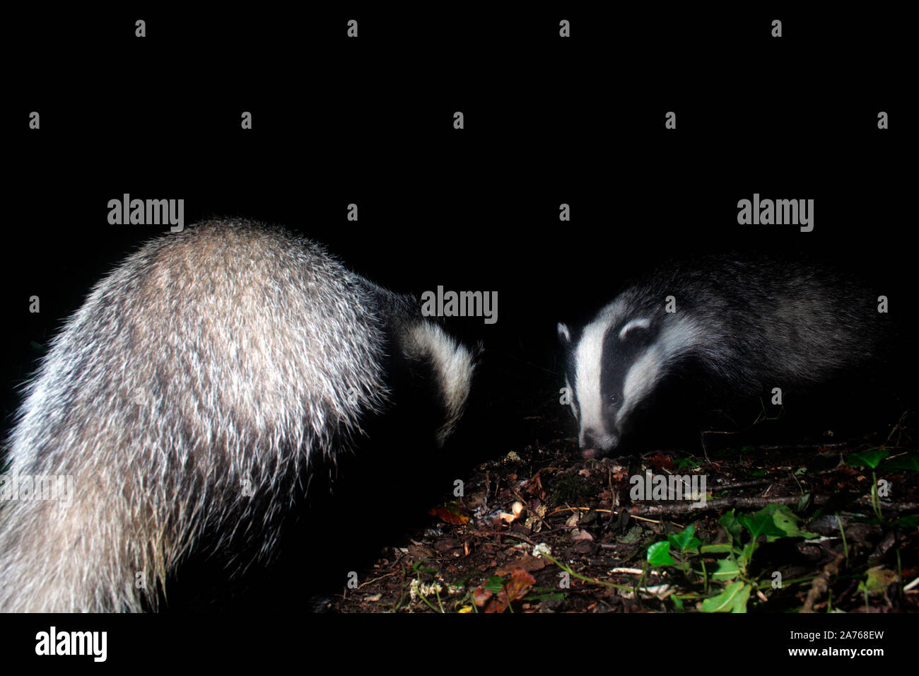 Dachse in der nacht -Fotos und -Bildmaterial in hoher Auflösung – Alamy