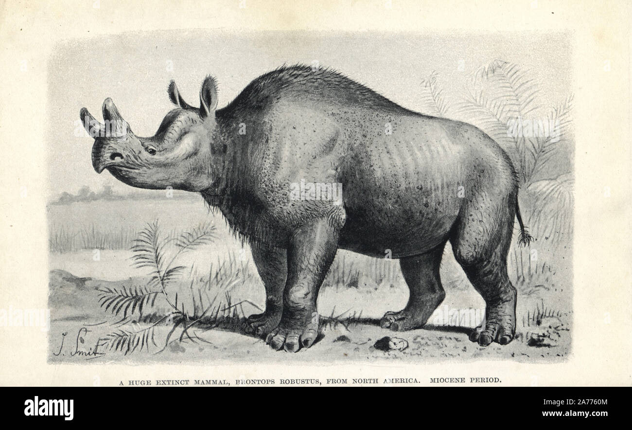 Brontops robustus -Fotos und -Bildmaterial in hoher Auflösung – Alamy