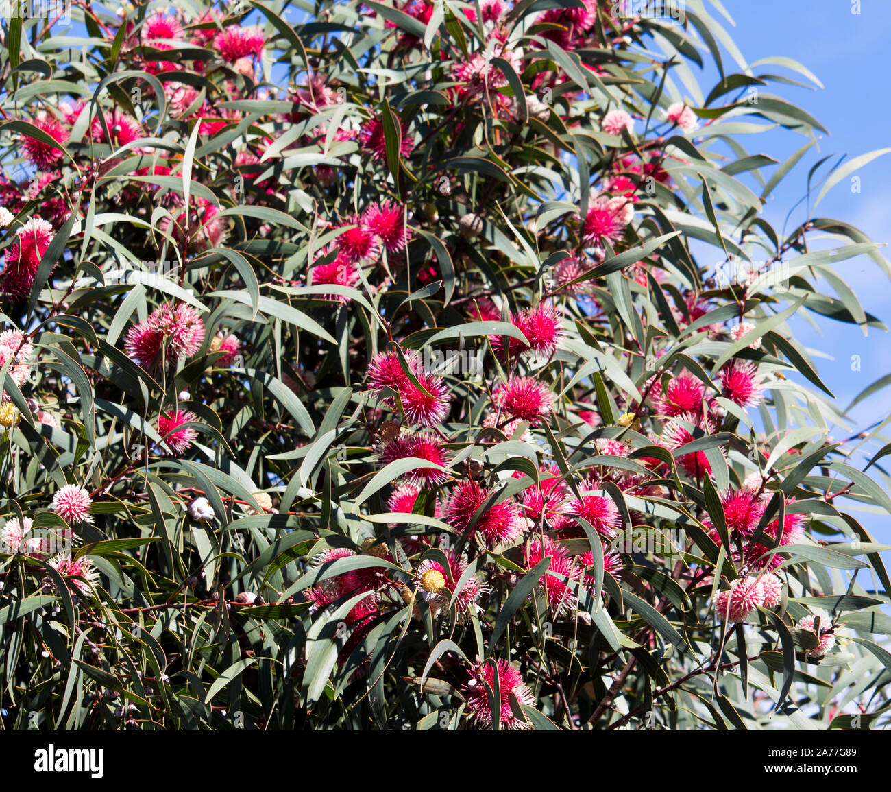 Hakea australische einheimische flora -Fotos und -Bildmaterial in hoher ...