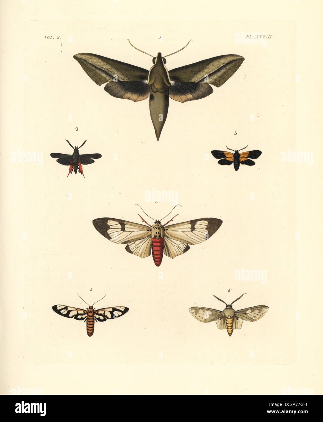 Amata polymita -Fotos und -Bildmaterial in hoher Auflösung – Alamy