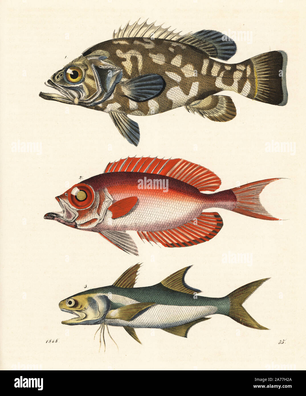 Wreckfish polyprion americanus -Fotos und -Bildmaterial in hoher ...