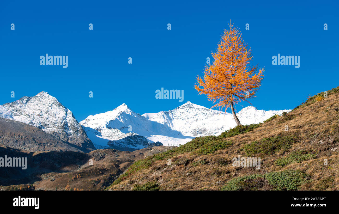 Lärchenwald engadin -Fotos und -Bildmaterial in hoher Auflösung – Alamy