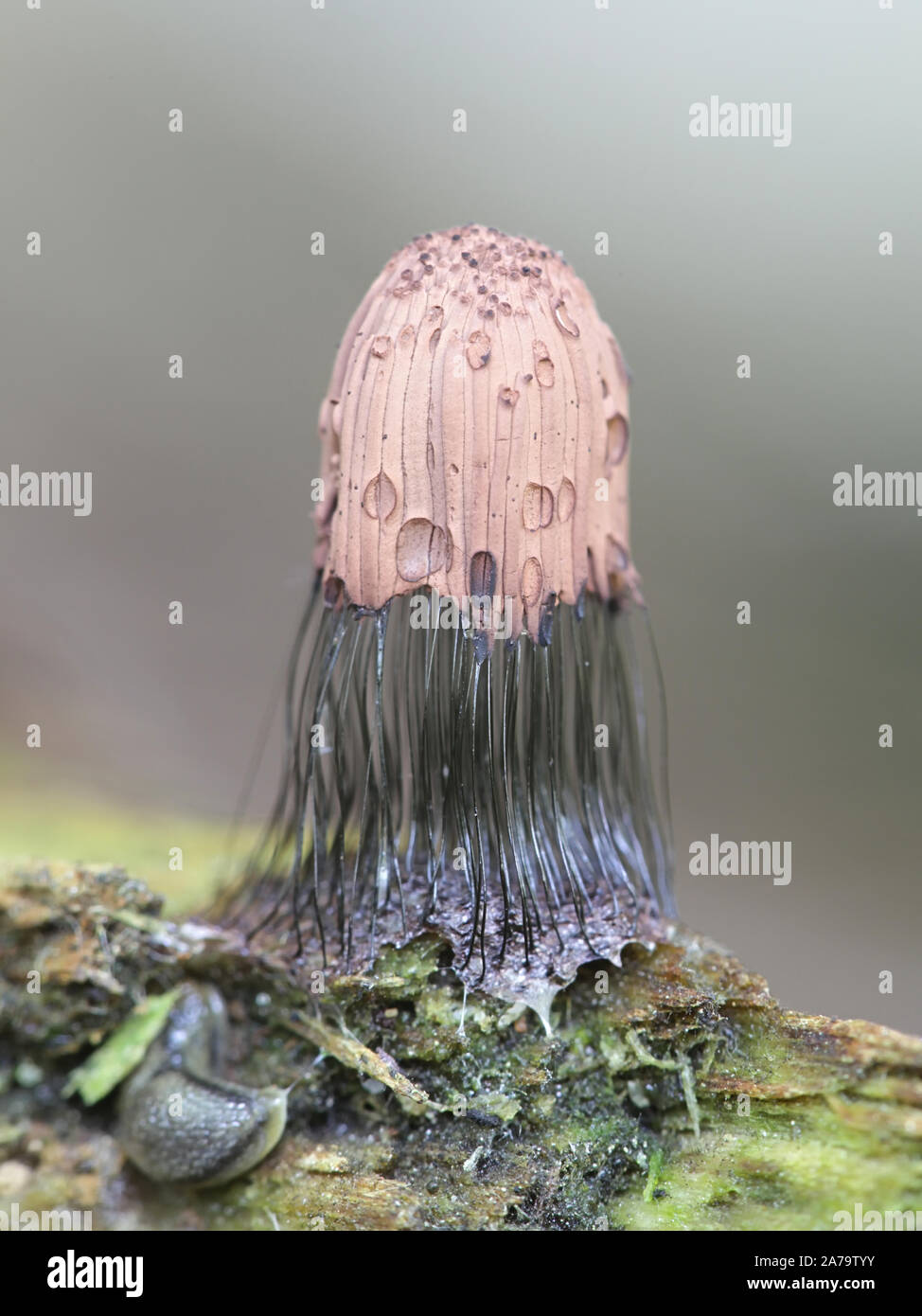 Stemonitis fusca -Fotos und -Bildmaterial in hoher Auflösung – Alamy