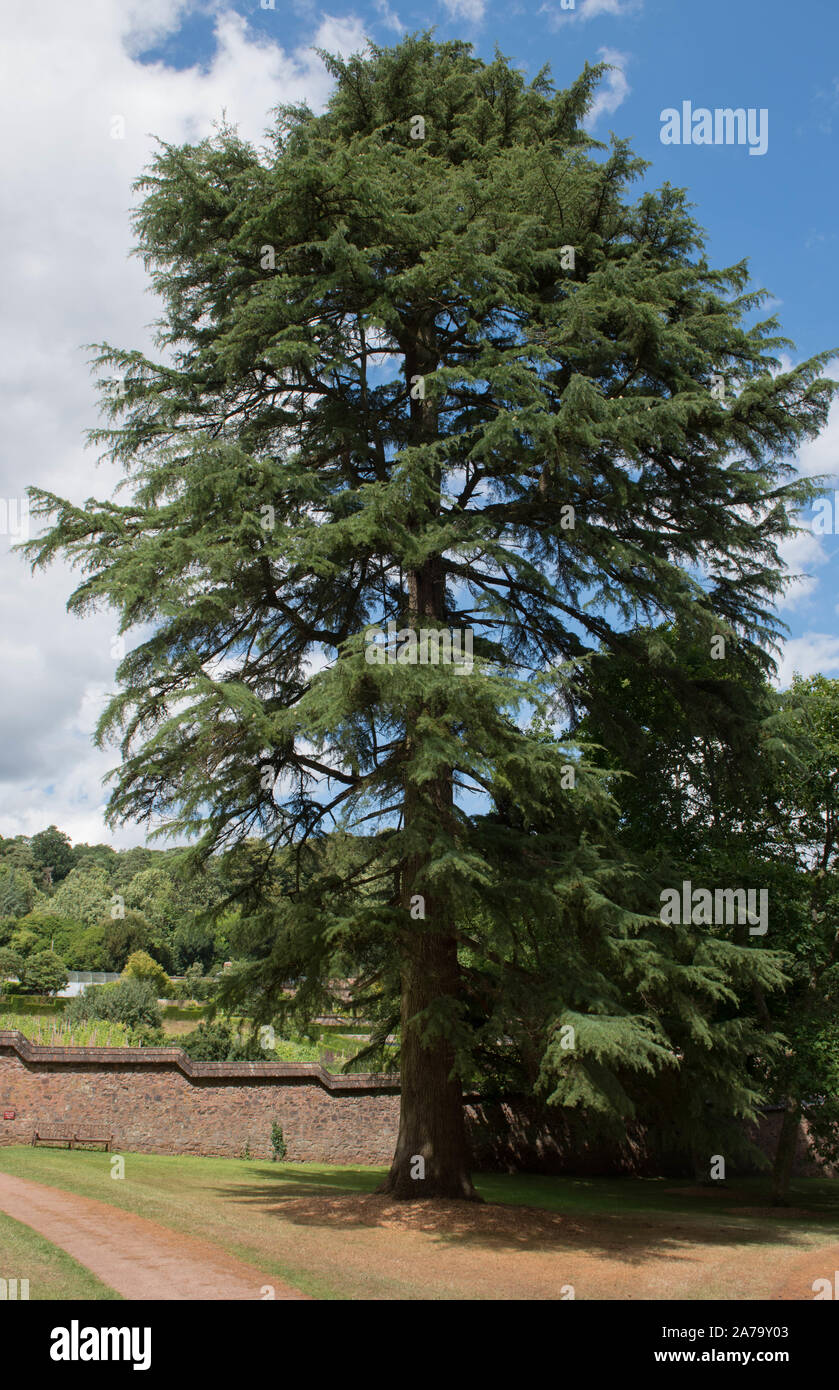 Deodar zeder baum -Fotos und -Bildmaterial in hoher Auflösung – Alamy
