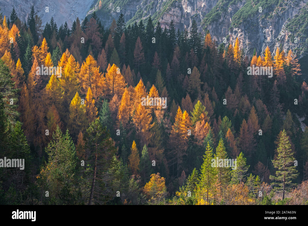 Europäische lärchen larix decidua -Fotos und -Bildmaterial in hoher ...