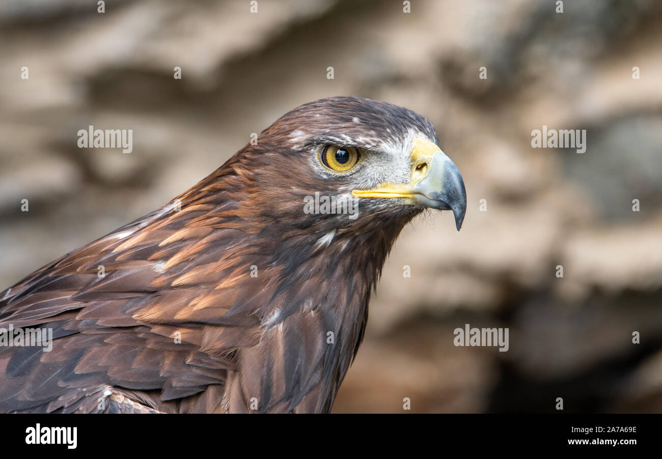 Der goldene Adler ist einer der bekanntesten Greifvögel in der ...