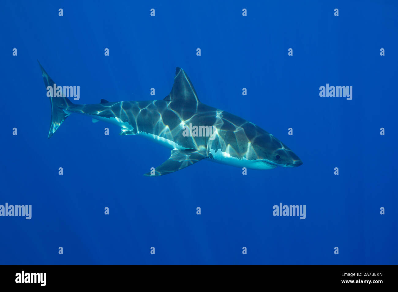 Diese weißen Hai, Carcharodon Carcharias, fotografierte vor Insel ...