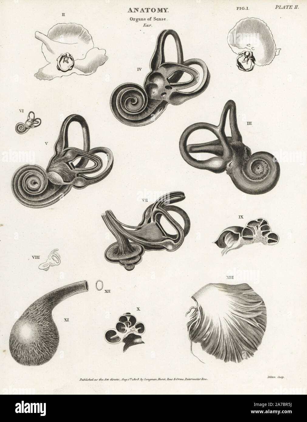 Anatomie des menschlichen Ohres angezeigt Cochlea und interne Teile ...