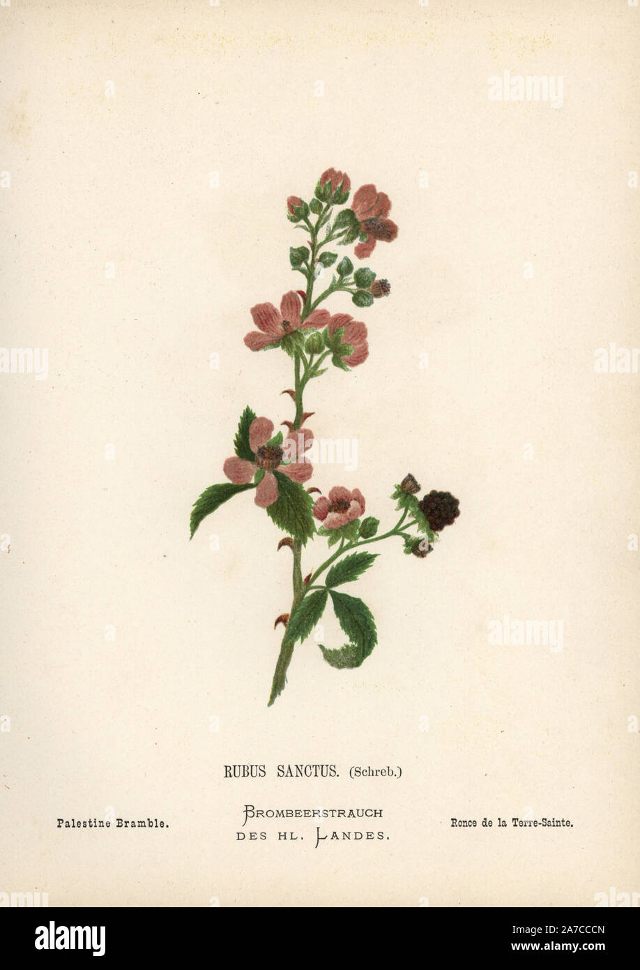 Palästina oder Heiligen bramble Rose, Rubus sanctus. Chromolithograph ...