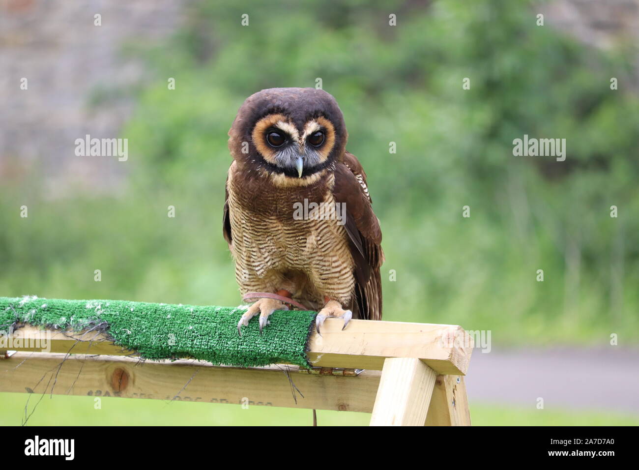 Asiatische eulen -Fotos und -Bildmaterial in hoher Auflösung – Alamy