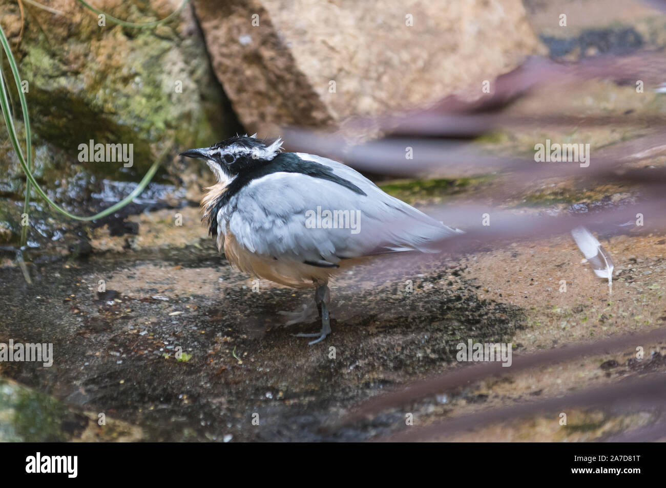 Plover bird crocodile -Fotos und -Bildmaterial in hoher Auflösung – Alamy
